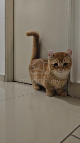 short leg kinkalow flip curly ear kittens cat - Pets for sale in Bandar ...