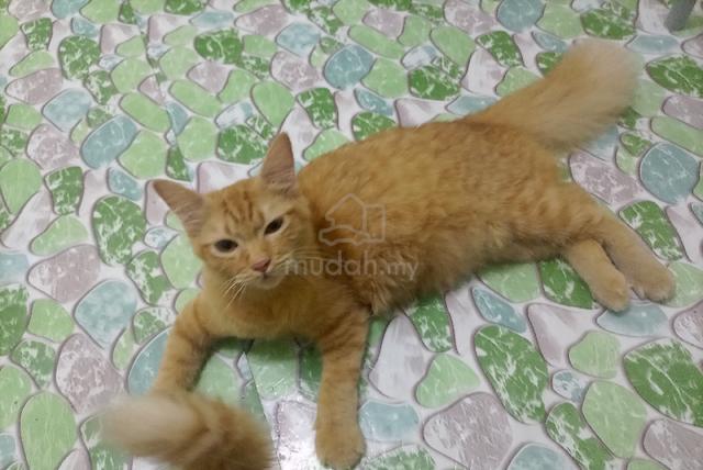 kucing Parsi dlh - Pets for sale in Sungai Petani, Kedah