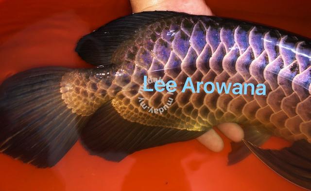 Purple Arowana
