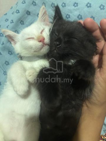 2 Kittens To Let Go For Free (Anak Kucing) - Pets for sale in Shah Alam ...