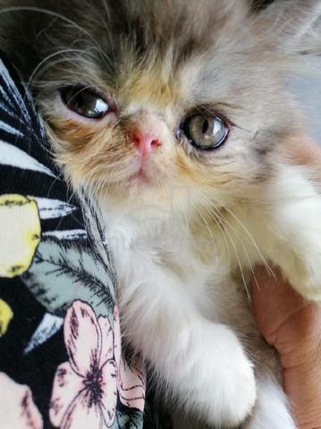 munchkin minuet kitten / anak kucing munchkin - Pets for sale in Bandar ...