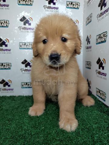 Golden Retriever with mka certificate - Pets for sale in Ambang Botanic ...