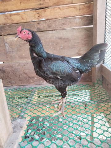 ayam baka baik - Pets for sale in Marang, Terengganu