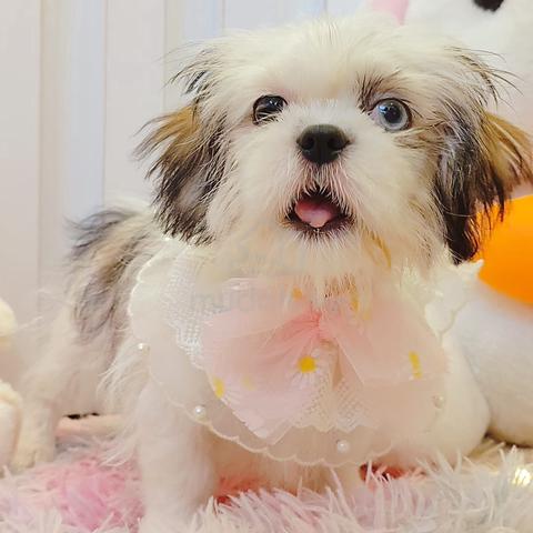 Gorgeous Cute Shih Tzu Puppu Dog Pet *yu.04087 - Pets for sale in ...