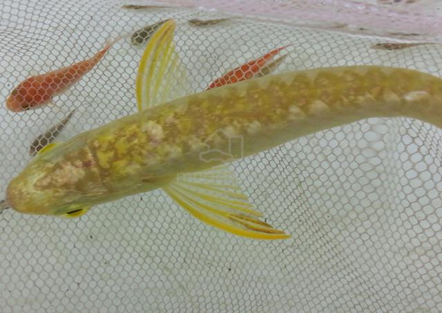 arowana 24k golden 5 inch-wholesale price - Pets for sale in Cheras ...