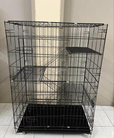 SanGkaR KuCinG 3 TinGkaT - Pets for sale in Bayan Lepas, Penang