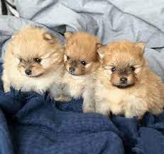 H174 spotted pomeranian puppy dog - Pets for sale in Puchong, Kuala Lumpur