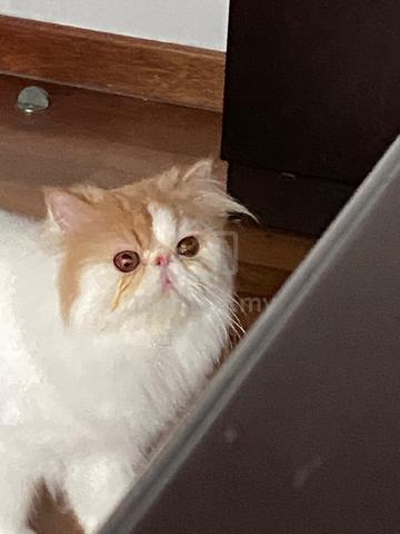 Persian Cat Kucing Parsi - Pets for sale in Petaling Jaya, Selangor