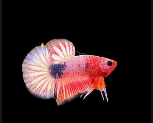 Hmpk startail oren fancy betta fish - Pets for sale in Alai, Melaka