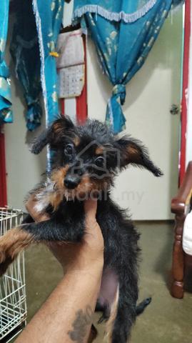 poodle mix mini pinscher - Pets for sale in Bukit Tengah, Penang