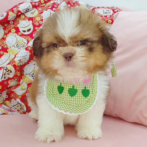 Gorgeous Cute Shih Tzu Puppu Dog Pet *yu.03632 - Pets for sale in ...