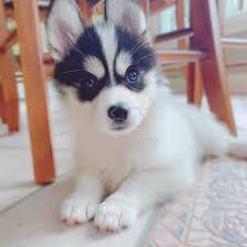 E62 fluffy pomsky puppy dog - Pets for sale in Puchong, Kuala Lumpur