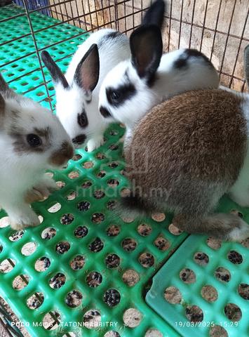 Set Arnab Untuk Pemula (Beginner) - Pets for sale in Batu Caves, Selangor