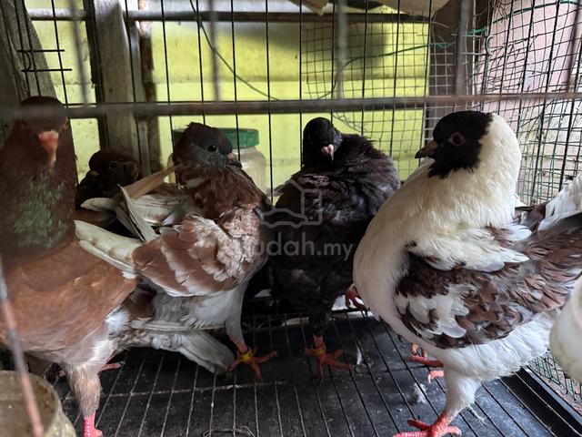 merpati english modena - Pets for sale in Shah Alam, Selangor