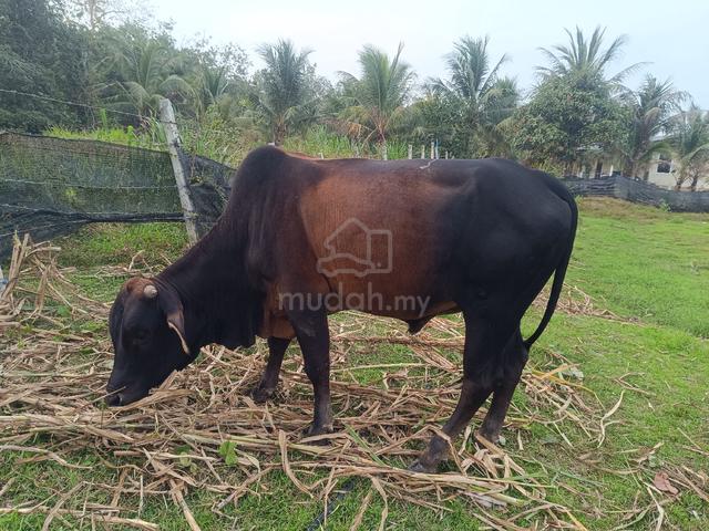 Lembu baka besar - Pets for sale in Kuala Nerang, Kedah