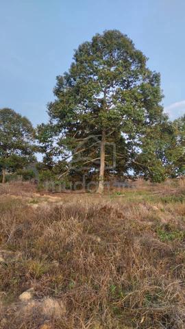 Agricultural Land for Sale, 26.8 Acre(s), Simpang Pertang, Negeri ...