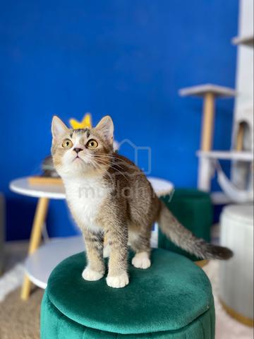 Cat PureBreed BSH (Bicolor) - Pets for sale in Sungai Buloh, Selangor