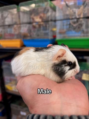 Guinea Pig Comel - Pets for sale in Damansara Perdana, Selangor