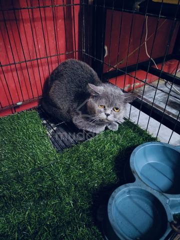 kucing bulat - Pets for sale in Kota Bharu, Kelantan