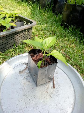 pokok lada kampung @ cili - Garden Items for sale in Cherang Ruku, Kelantan