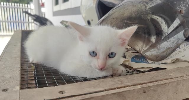 Angora Mix DSH Anak kucing putih Mata Biru - Pets for sale in Sepang ...