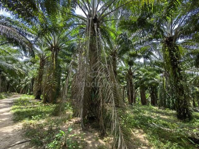 Agricultural Land for Sale, 40 Acre(s), Triang, Pahang 107466682 | Mudah.my