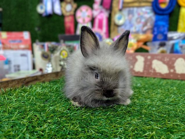 Arnab Mix Angora Rabbit, sable - Pets for sale in Jitra, Kedah