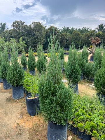Blue Pine Tree (Size: 4ft-5ft) - Garden Items for sale in Old Klang ...