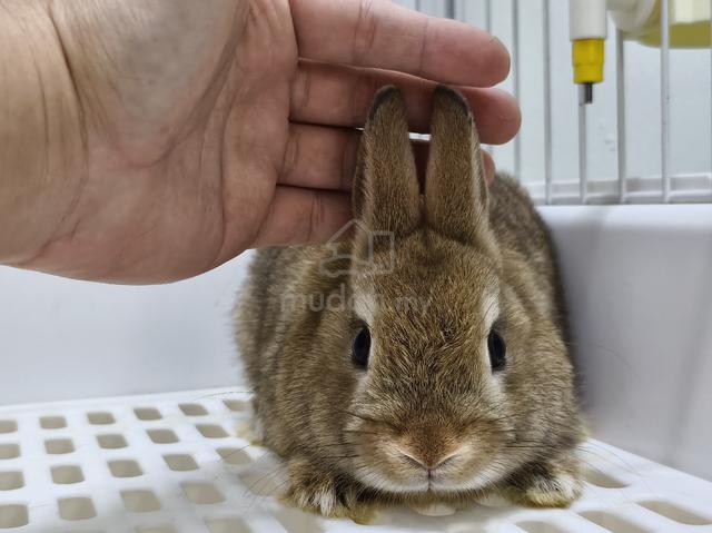 Chestnut Netherland Dwarf Rabbit Arnab ND Buck - Pets for sale in ...