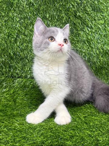 kucing bsh kitten bi colour - Pets for sale in Bahau, Negeri Sembilan