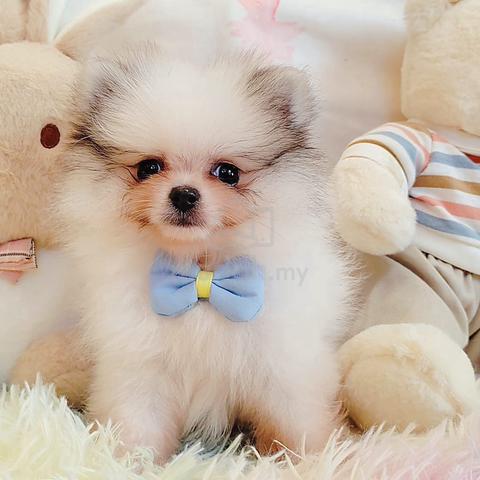 Ball Tiny Mini Pomeranian Puppy Dog *MJ11965 - Pets for sale in Puchong ...