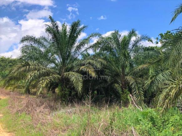 Agricultural Land for Sale, 1102 Acre(s), Beluran, Sabah | Mudah.my