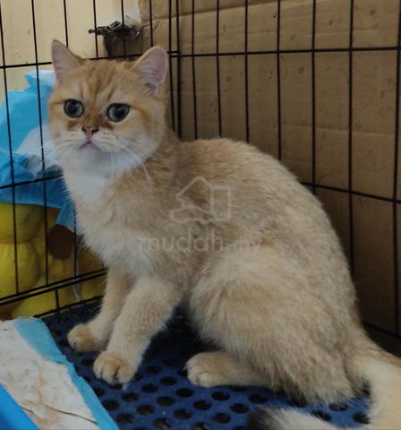 BSH golden female - Pets for sale in Ipoh, Perak