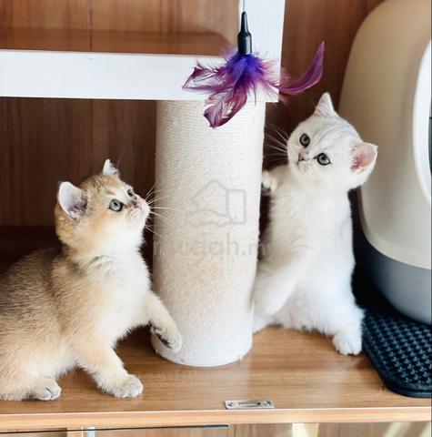 Bsh British Shorthair Silver - Pets for sale in Bangi, Selangor