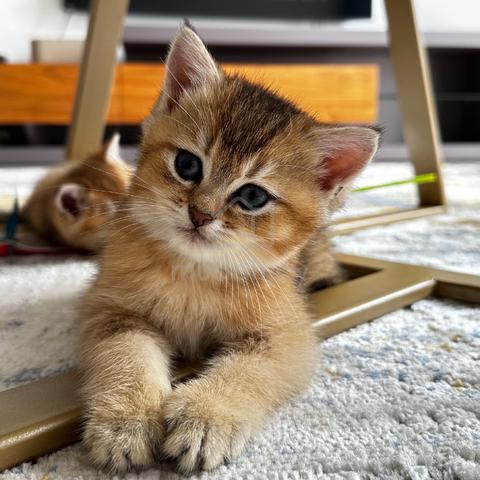 Golden British Short Hair BSH - Pets for sale in Shah Alam, Selangor