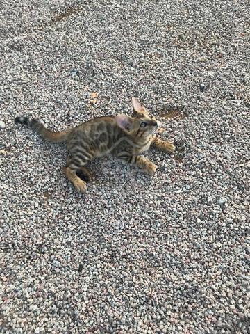 Kucing Bengal Jantan Handsome - Pets for sale in Tanah Merah, Kelantan