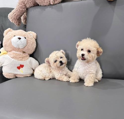 P12-TINY POODLE PUPPIES 🌻 Champagne Color - Pets for sale in Klang ...