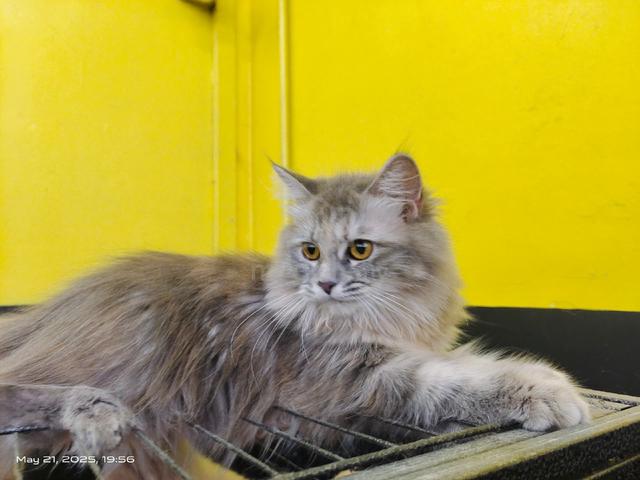 kucing siberian female pure breed - Pets for sale in Seremban, Negeri ...