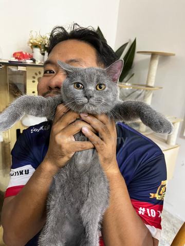 bsh kitten purebreed solid blue female - Pets for sale in Kota Tinggi ...