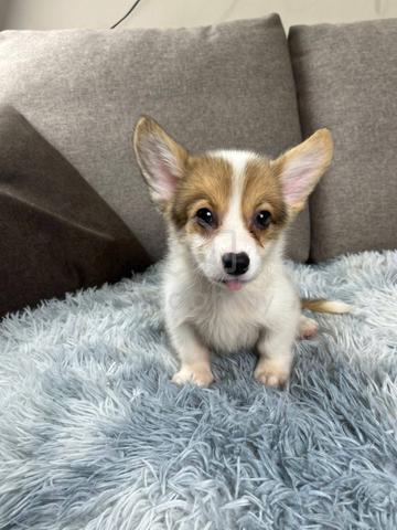 Welsh corgi puppy - Pets for sale in Kepong, Kuala Lumpur