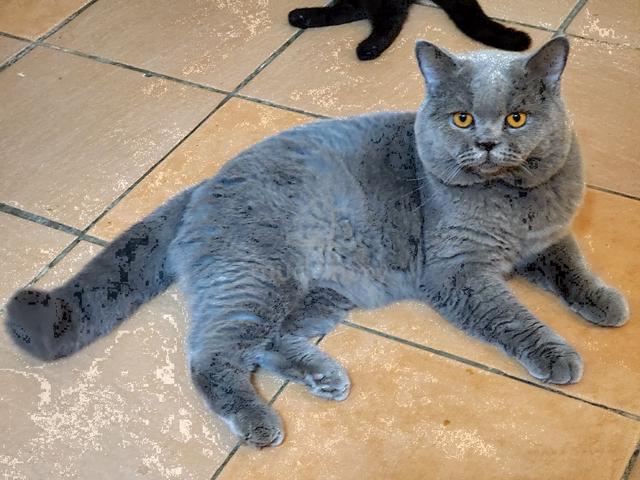 British BSH Blue Bentley Mur Cat Kitten with CERT - Pets for sale in ...