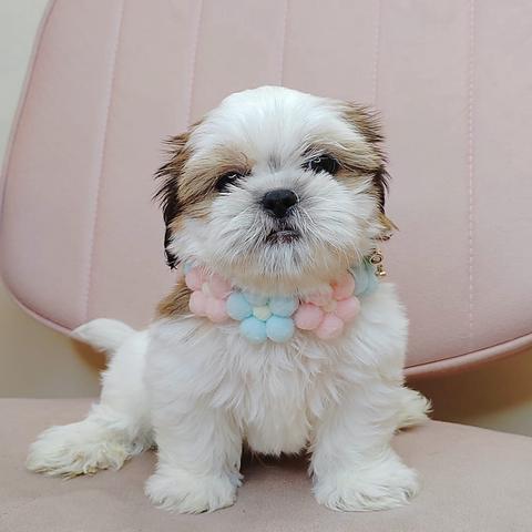 Gorgeous Cute Shih Tzu Puppu Dog Pet *yu.03712 - Pets for sale in ...