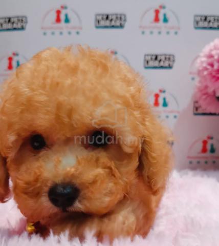Genius Tiny Toy Poodle Puppy#C327 - Pets for sale in Puchong, Selangor