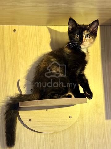 Kucing BSH Mix Calico Breed - Pets for sale in Seremban, Negeri Sembilan