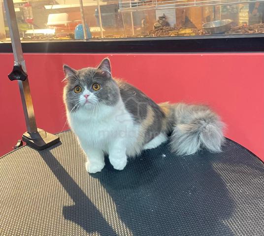 Calico Munchkin - Pets for sale in Kota Damansara, Selangor