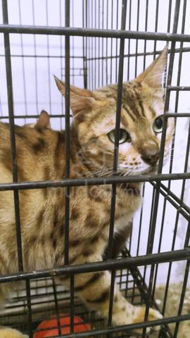 Kucing bengal rosette cat - Pets for sale in Cheras, Selangor