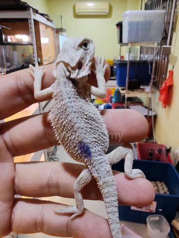 hypo het zero bearded dragon - Pets for sale in Seremban, Negeri Sembilan