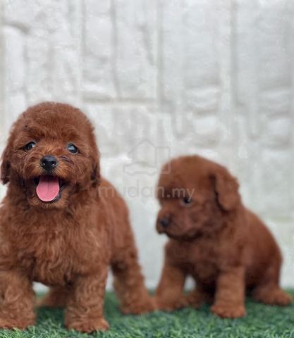 Tiny Poodle Red puppies - Pets for sale in Alor Setar, Kedah