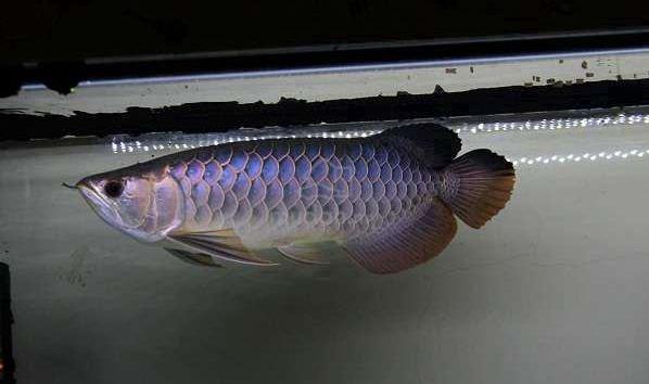 arowana MGBB golden crossback 13 inch - Pets for sale in KL City, Kuala Lumpur