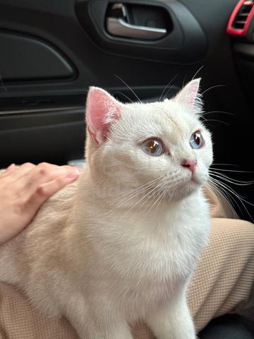 Bsh British Short Hair Golden Point NY1133 - Pets for sale in Bayan ...